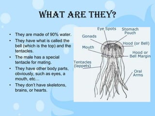 Jellyfish | PPT