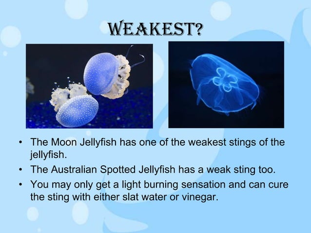 Jellyfish | PPT | Zoos & Aquariums | Attractions