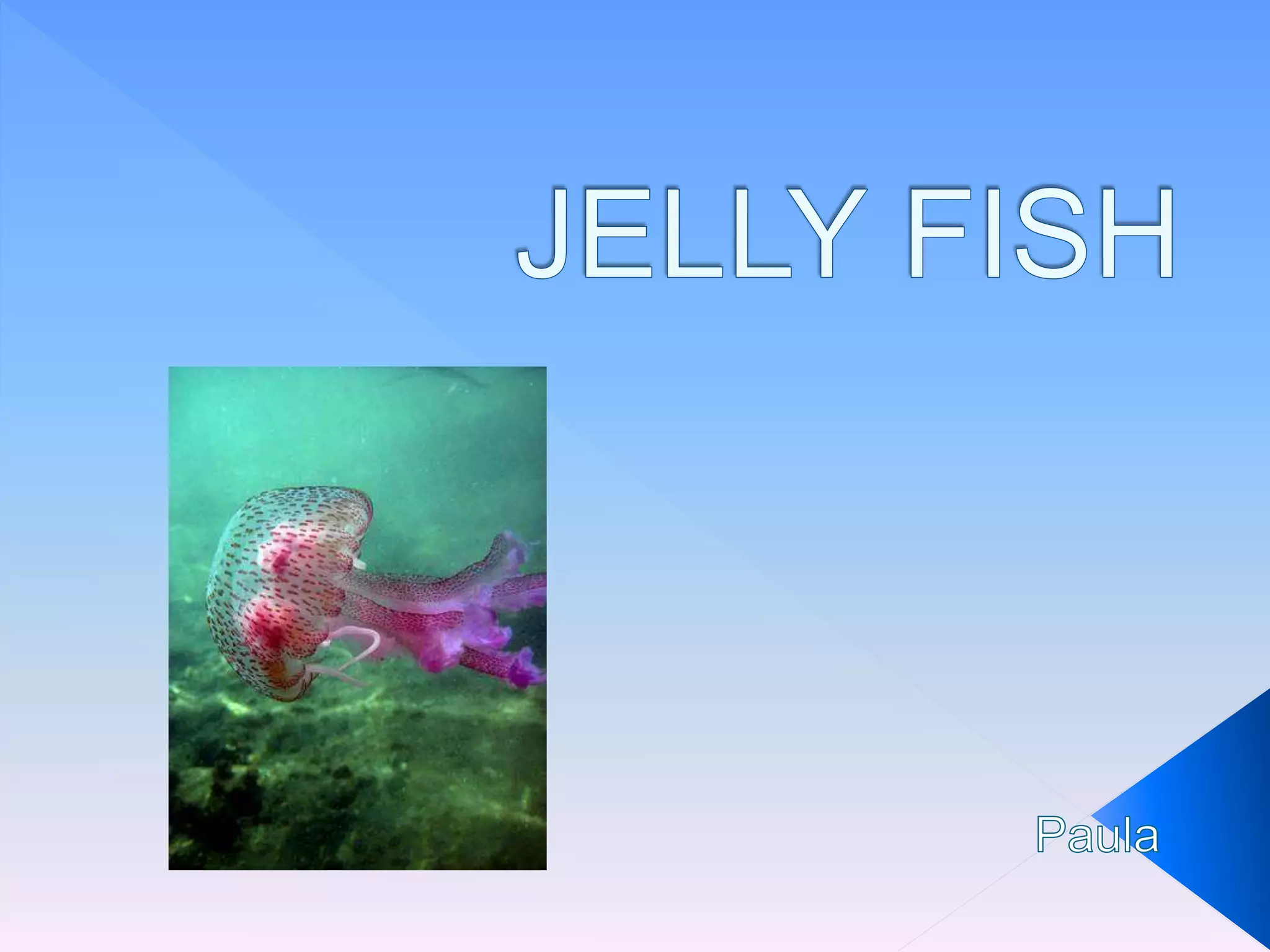 Jelly fish | PPTX
