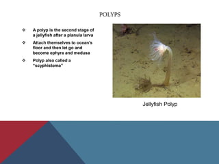 Jellyfish Charlie and Arely | PPTX