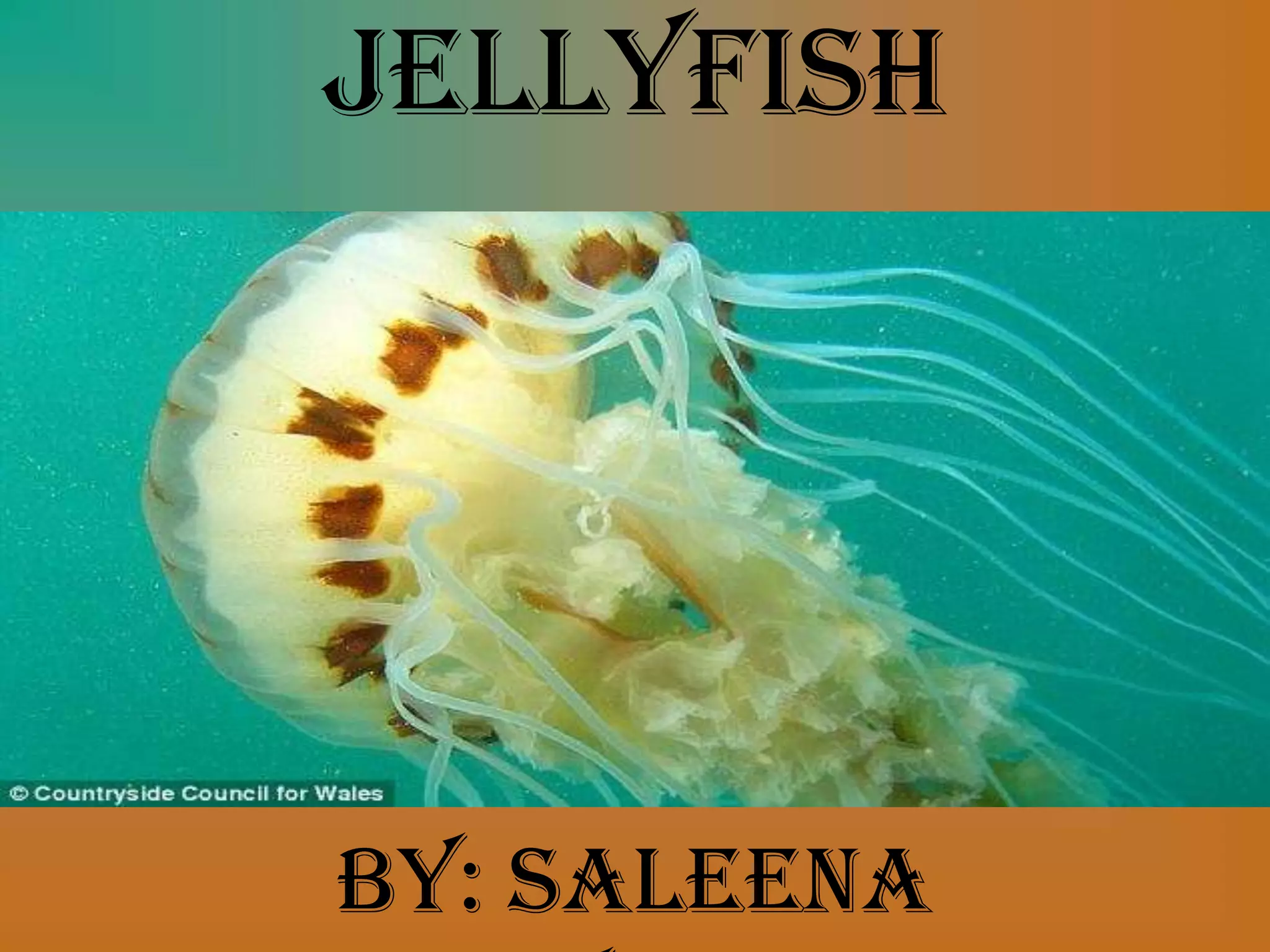 Jelly fish powerpoint | PPS
