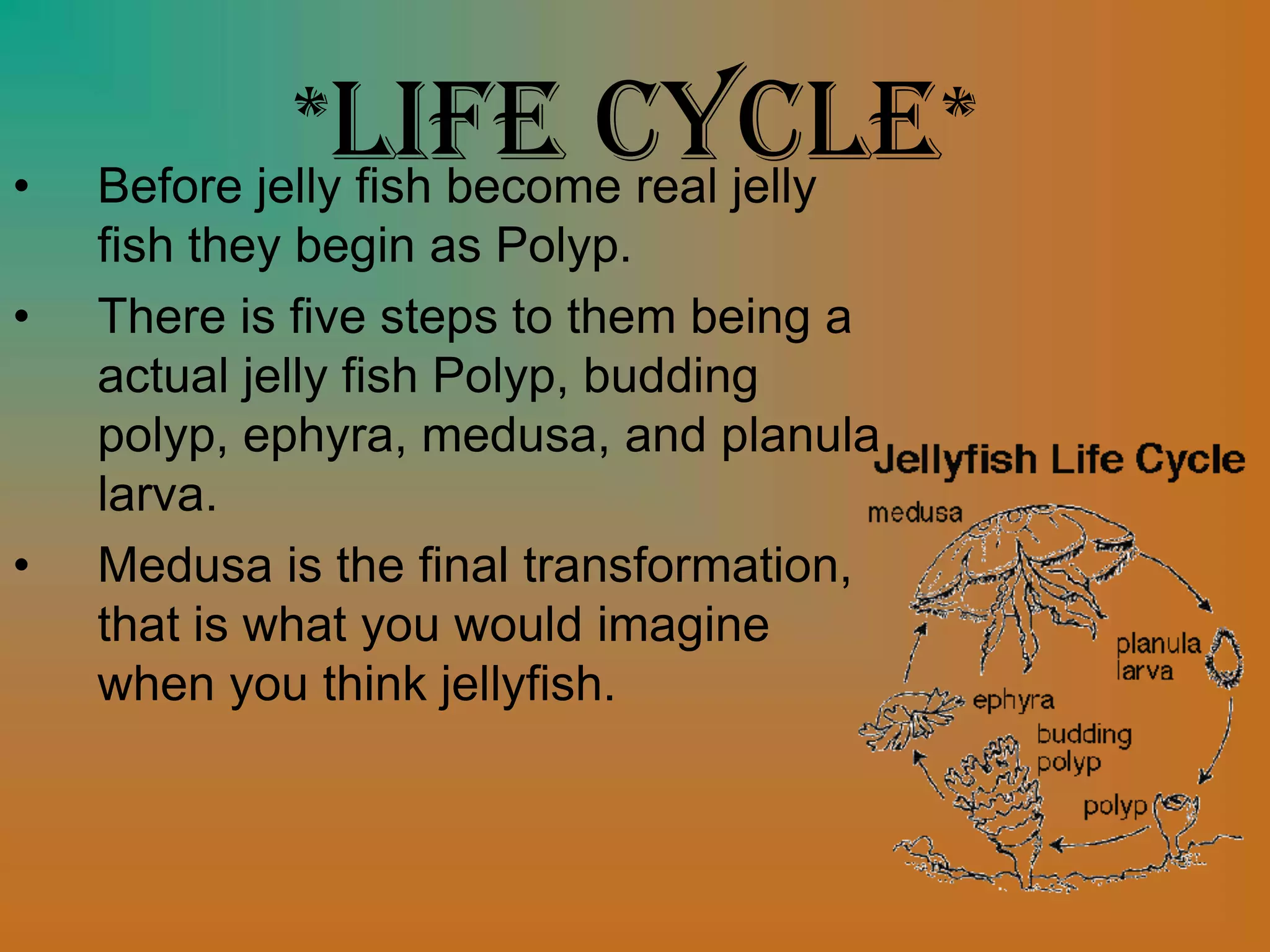 Jelly fish powerpoint | PPS
