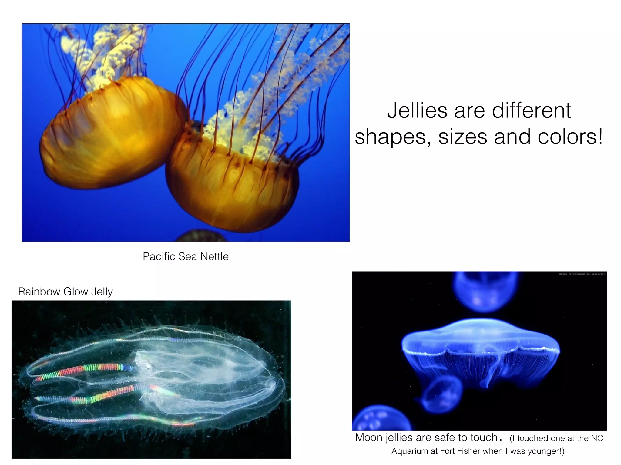 Jellyfish | PPT