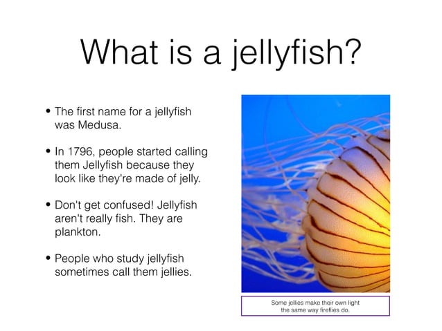 Jellyfish | PPT | Fish and Aquariums | Pets