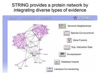 Interaction prediction with STRING - Principles and examples | PPT