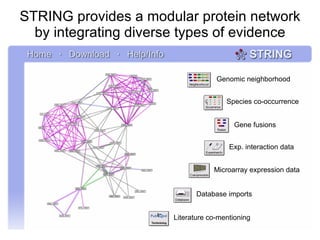 STRING - Modeling of pathways through cross-species integration of large-scale data | PPT ...