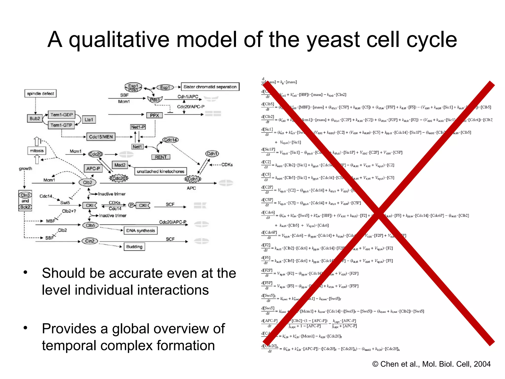 Dynamic complex formation during the yeast cell cycle | PPT