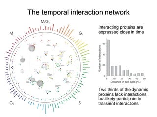 Dynamic complex formation during the yeast cell cycle | PPT