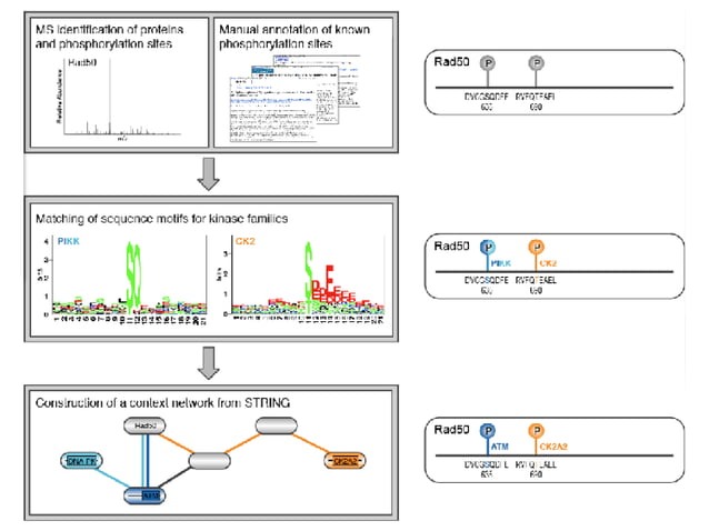 Bioinformatics of cellular processes | PPT