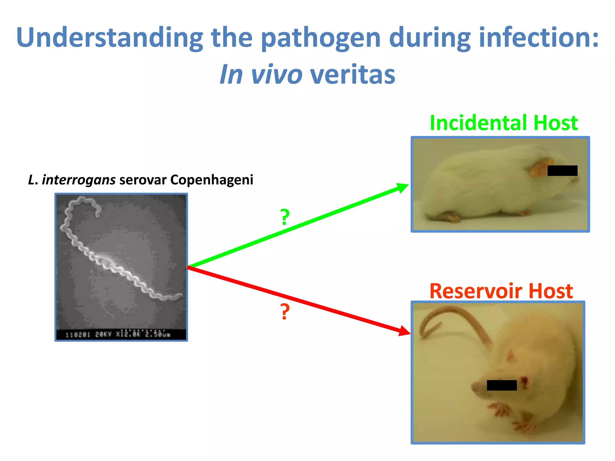 Understanding pathogenic mechanisms of leptospirosis, a disease of ...