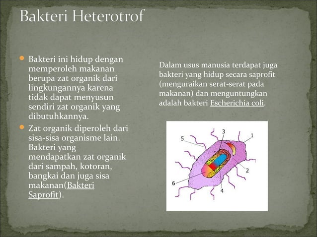 Jenis jenis bakteri, manfaat dan kerugian | PPT
