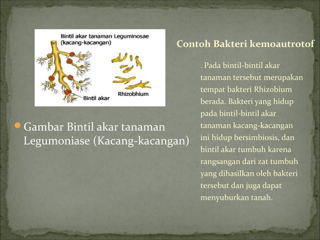 Jenis jenis bakteri, manfaat dan kerugian | PPT
