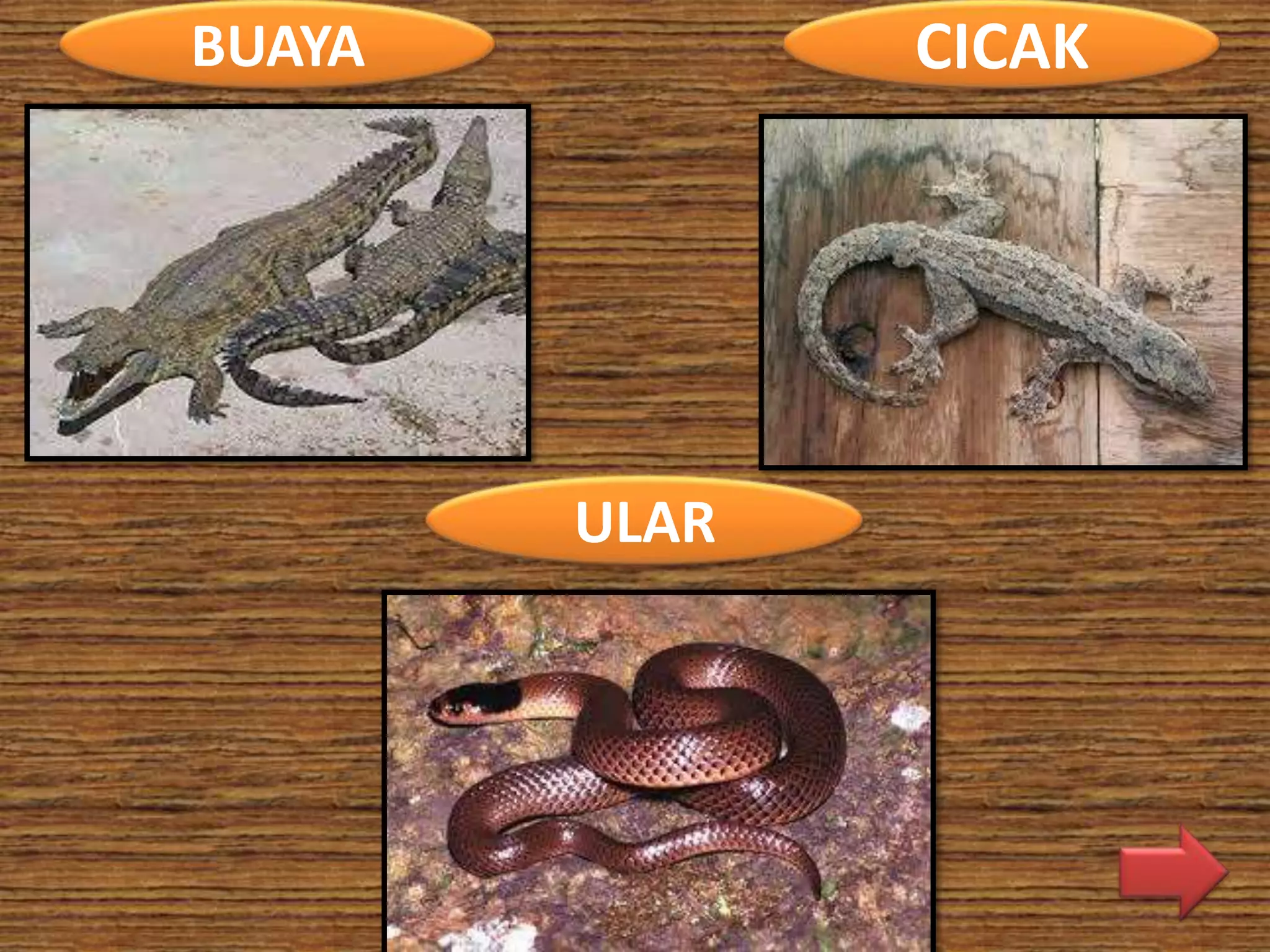 IMSYAFIUL - JENIS-JENIS BINATANG | PPTX