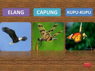 IMSYAFIUL - JENIS-JENIS BINATANG | PPTX