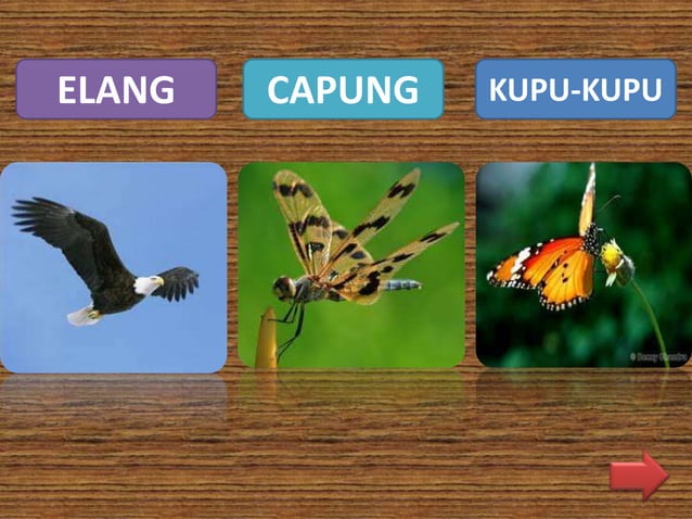 IMSYAFIUL - JENIS-JENIS BINATANG | PPT