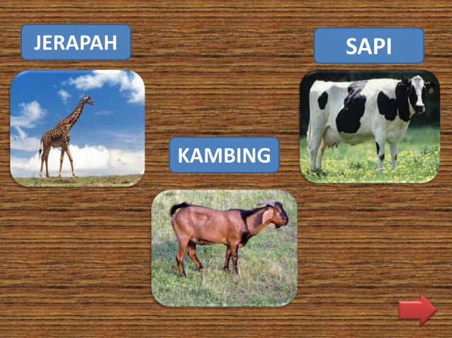 IMSYAFIUL - JENIS-JENIS BINATANG | PPT
