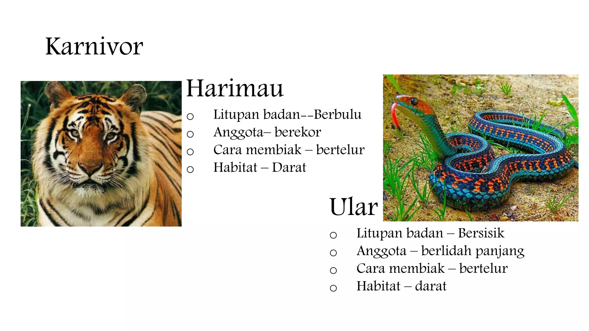 Jenis jenis haiwan | PPTX