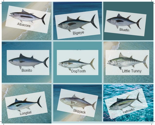 Jenis jenis ikan tuna | PPT