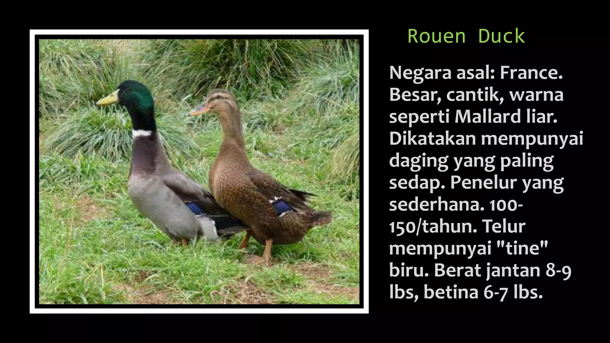 Jenis-Jenis Itik Di Dunia & Indonesia | PPTX