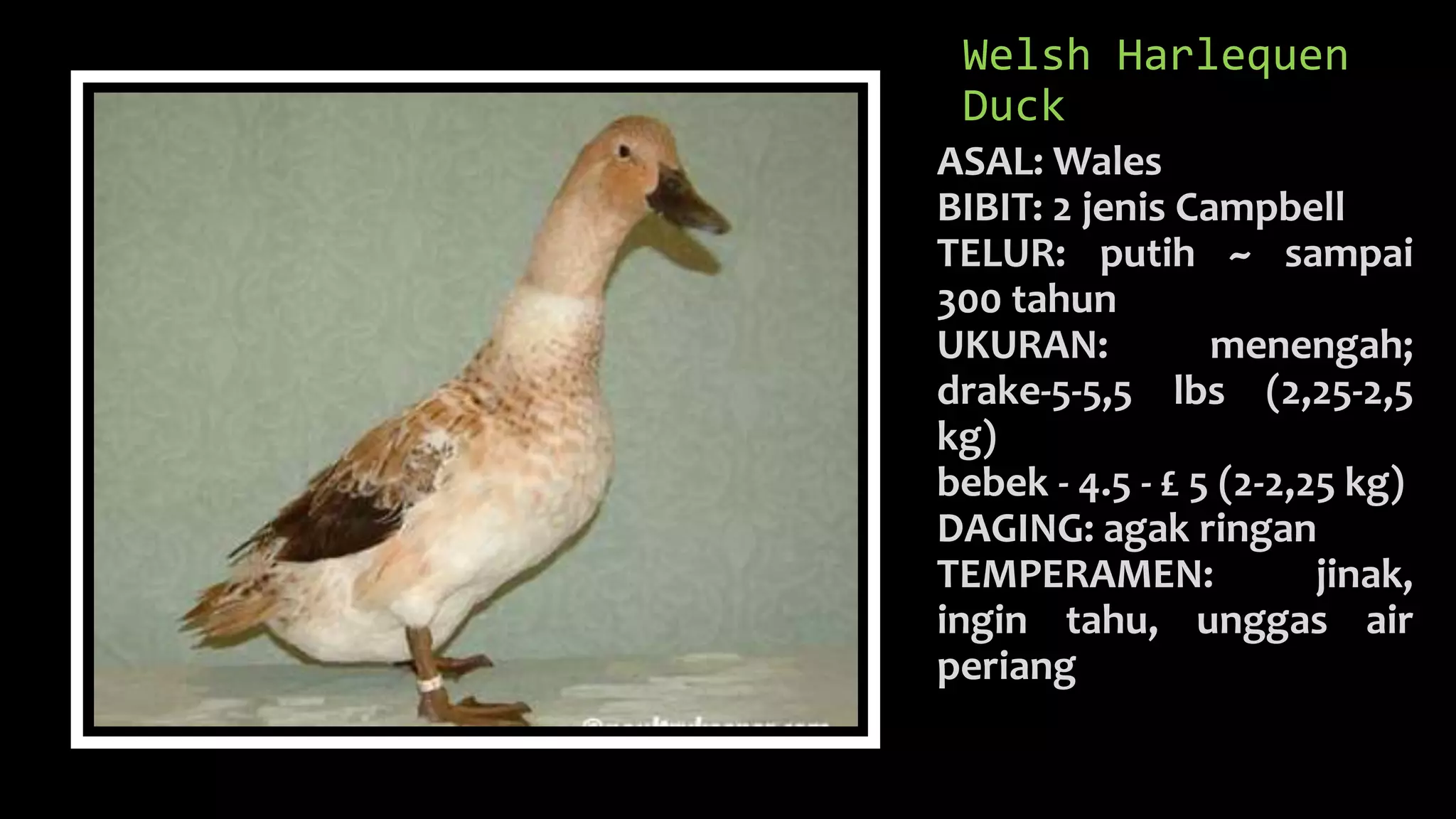 Jenis-Jenis Itik Di Dunia & Indonesia | PPTX