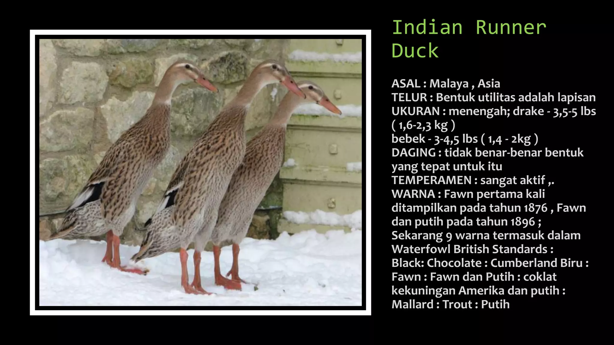Jenis-Jenis Itik Di Dunia & Indonesia | PPTX