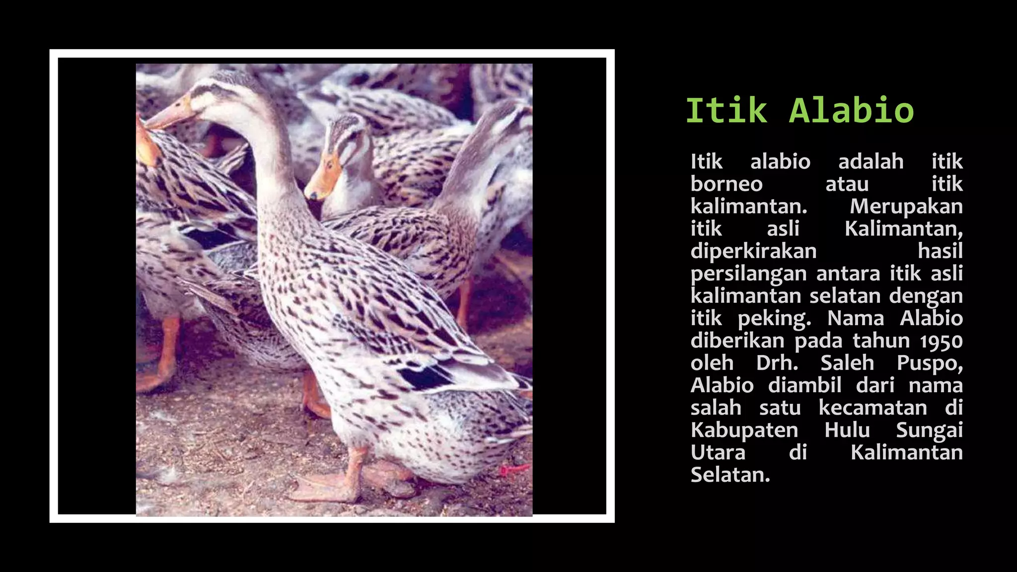 Jenis-Jenis Itik Di Dunia & Indonesia | PPTX