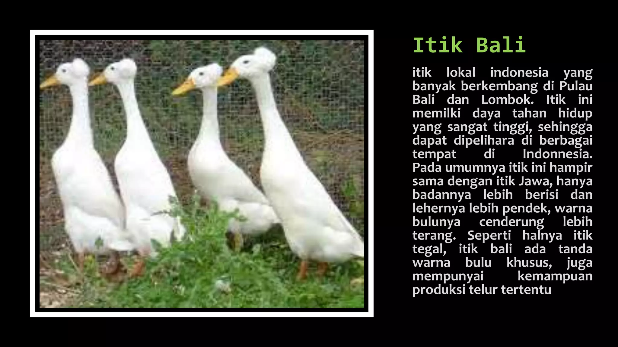 Jenis-Jenis Itik Di Dunia & Indonesia | PPTX