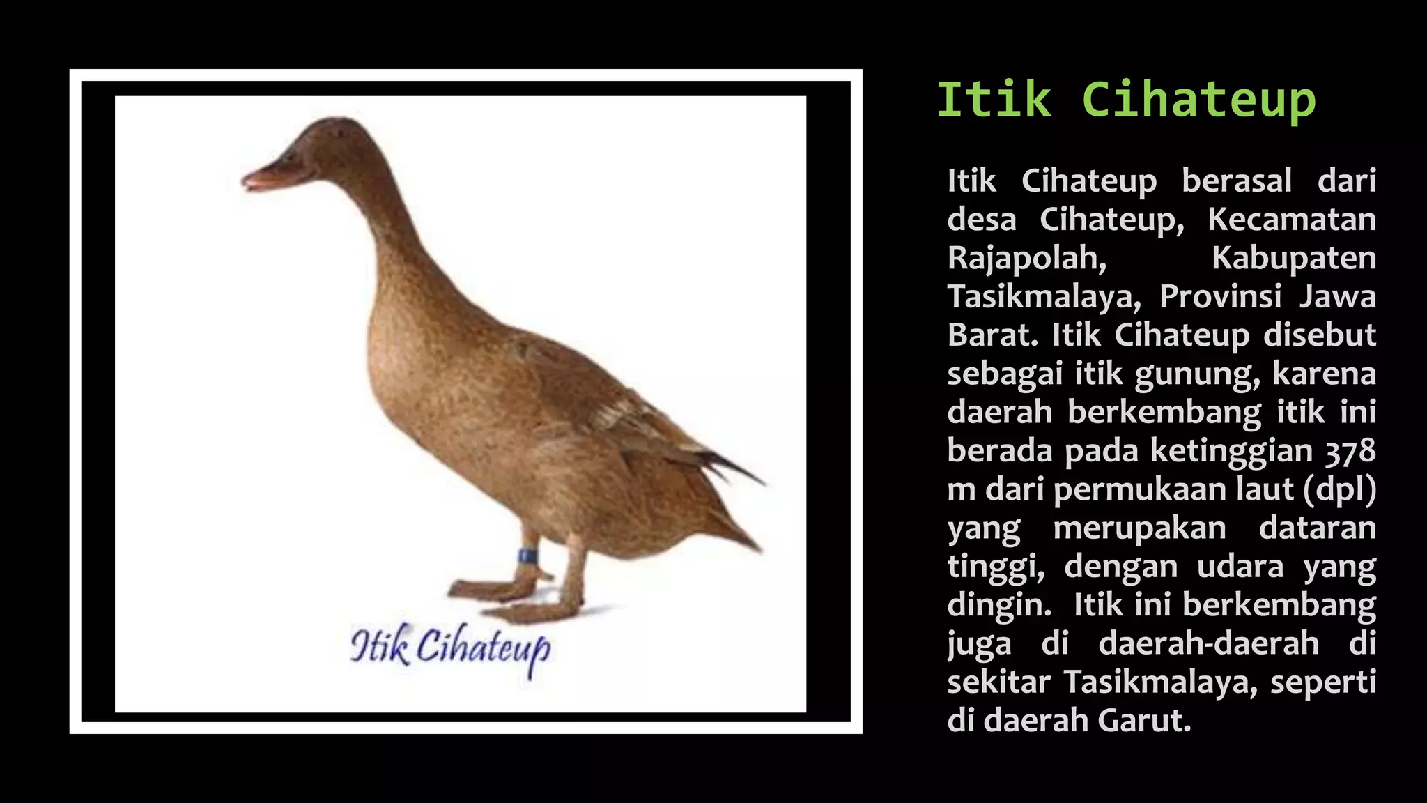 Jenis-Jenis Itik Di Dunia & Indonesia | PPTX