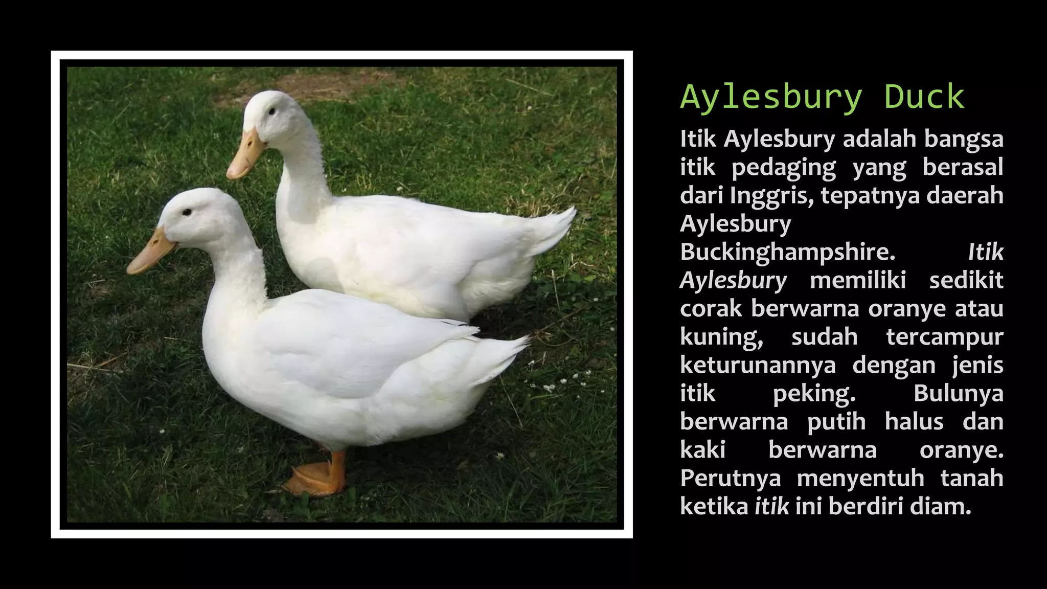 Jenis-Jenis Itik Di Dunia & Indonesia | PPTX