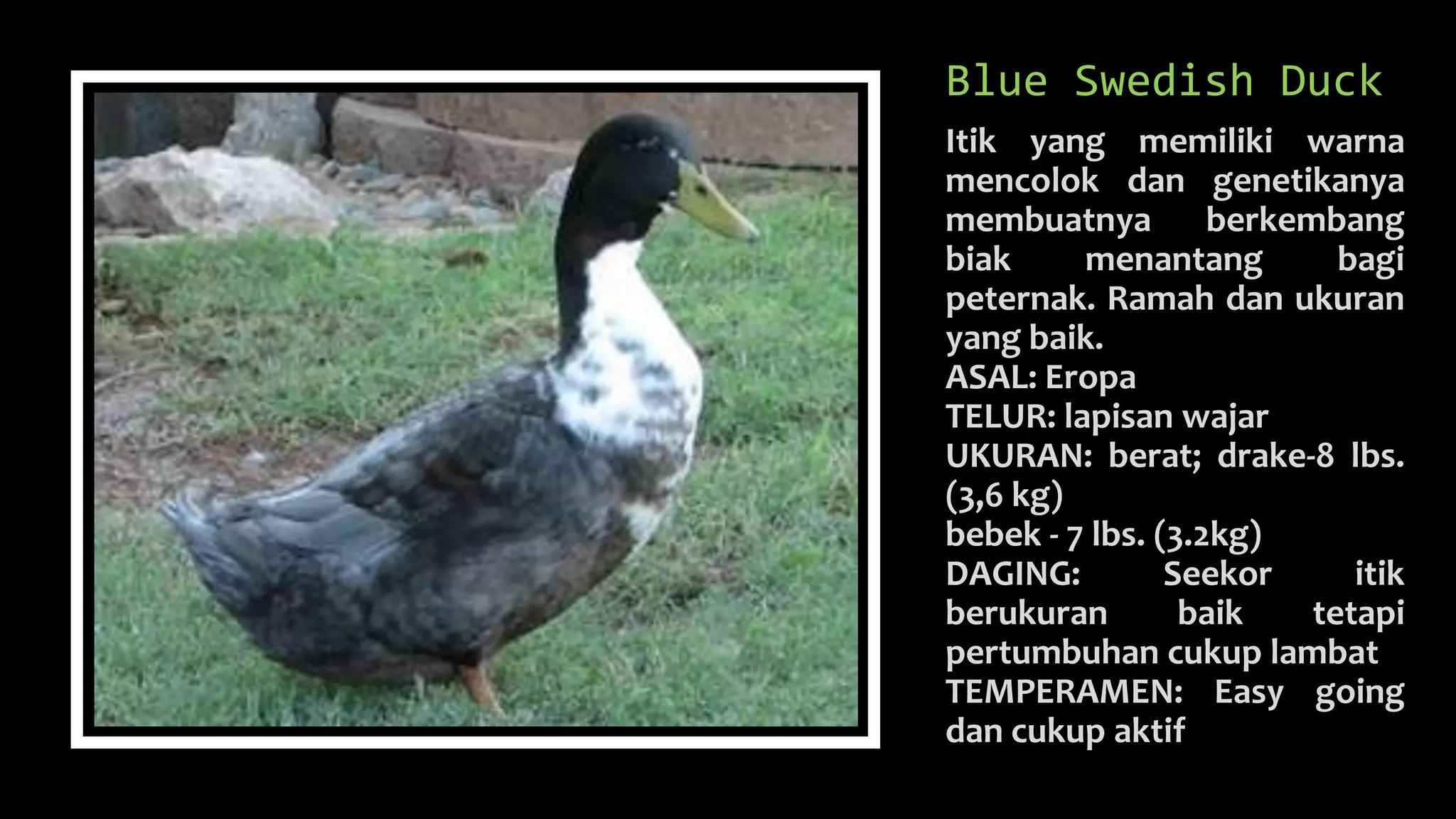 Jenis-Jenis Itik Di Dunia & Indonesia | PPTX