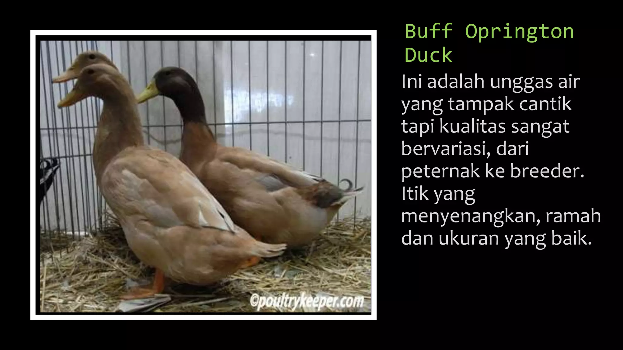 Jenis-Jenis Itik Di Dunia & Indonesia | PPTX