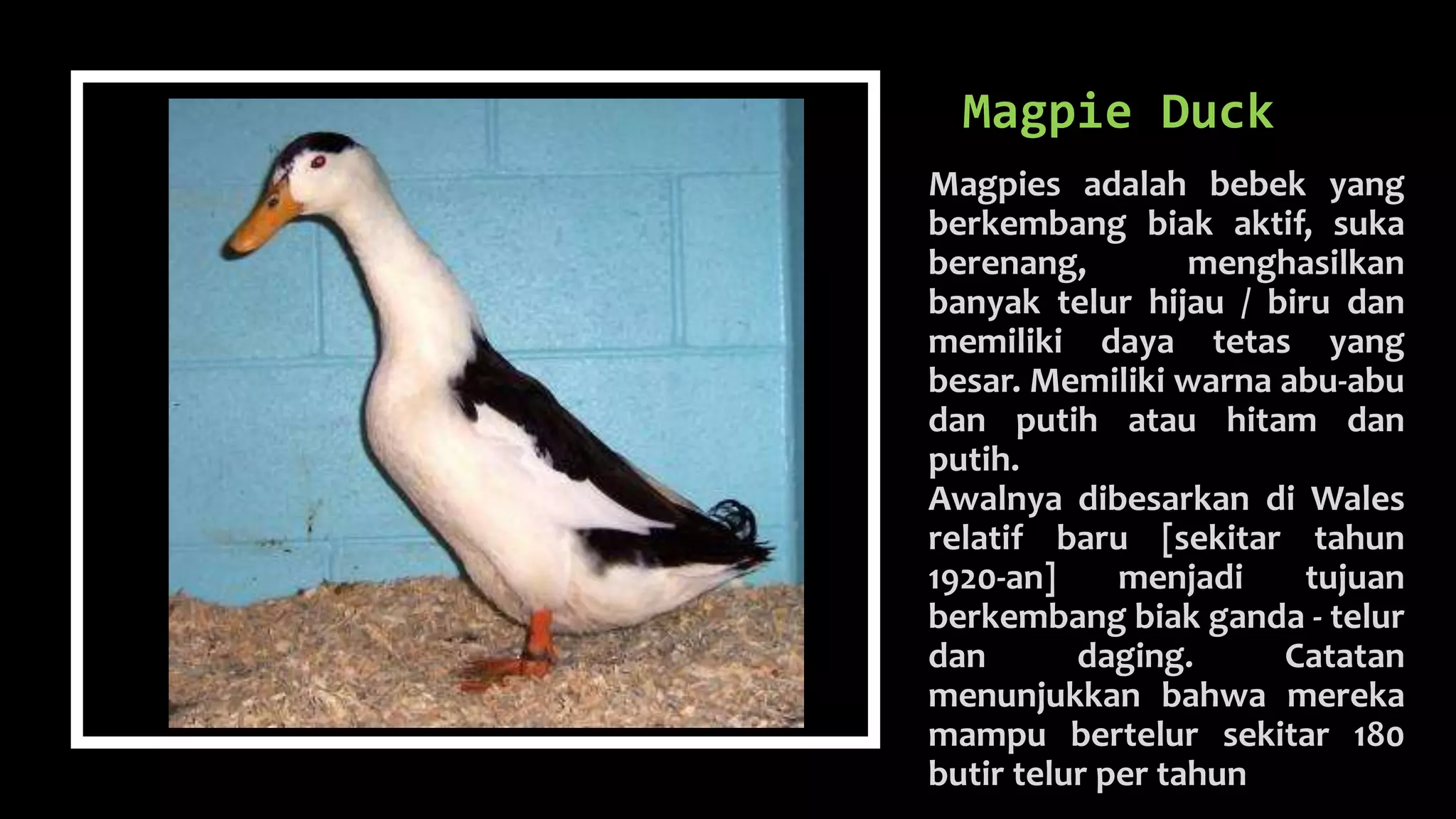 Jenis-Jenis Itik Di Dunia & Indonesia | PPTX