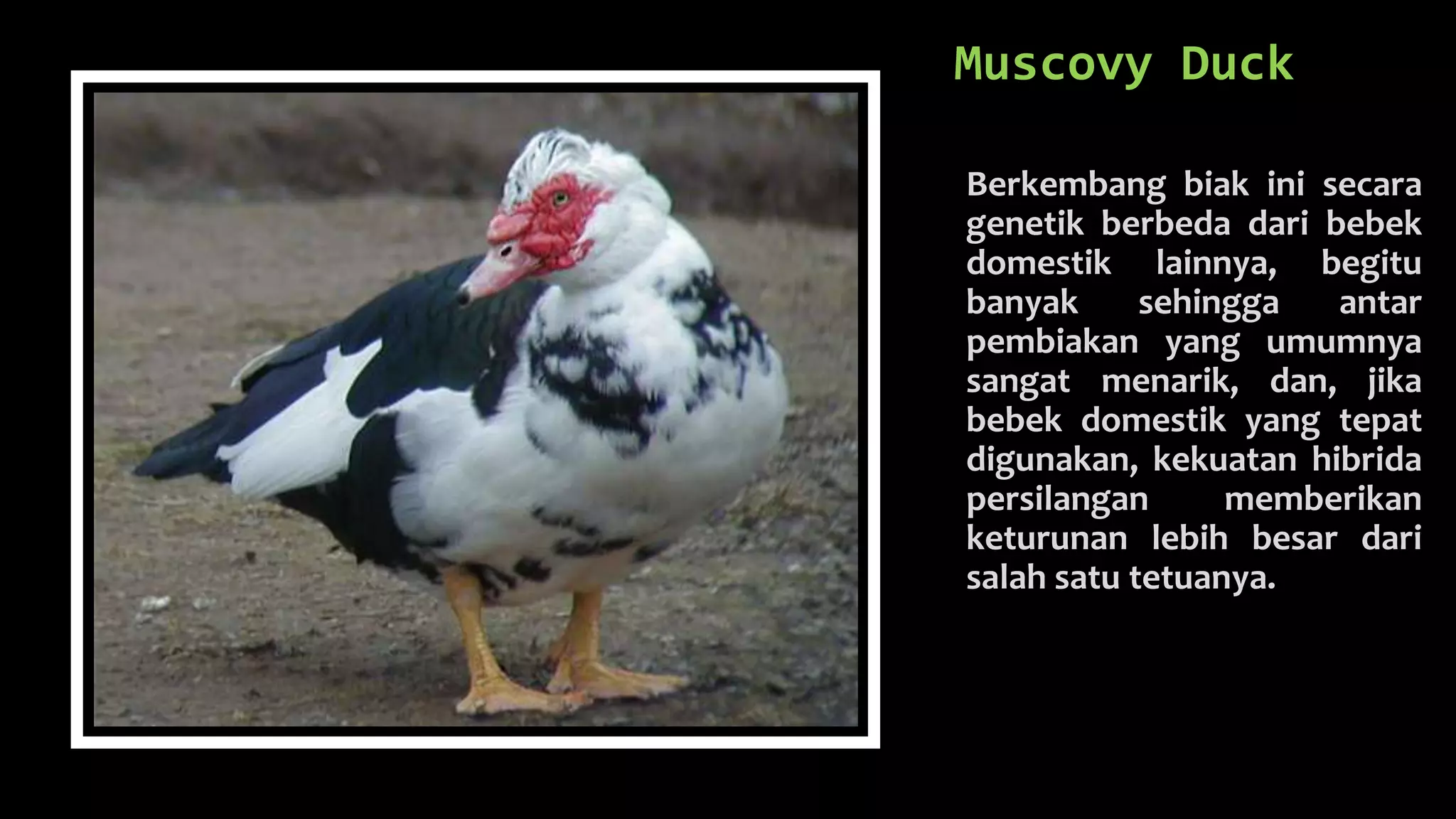 Jenis-Jenis Itik Di Dunia & Indonesia | PPTX