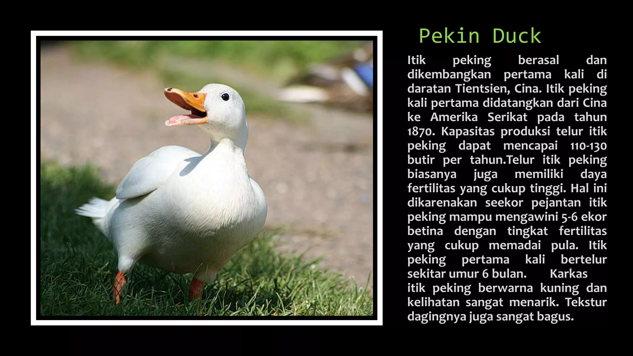 Jenis-Jenis Itik Di Dunia & Indonesia | PPTX