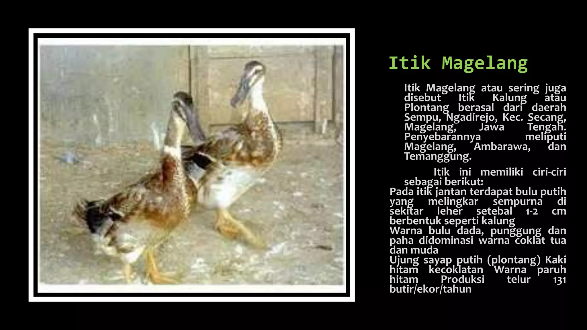 Jenis-Jenis Itik Di Dunia & Indonesia