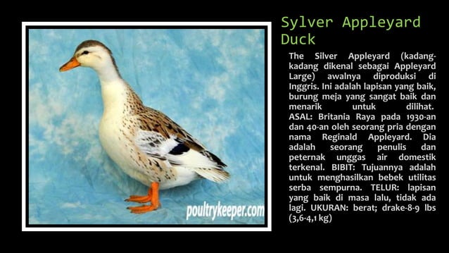 Jenis-Jenis Itik Di Dunia & Indonesia | PPTX