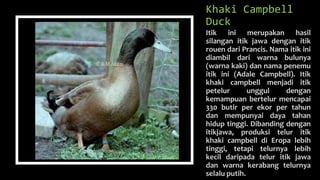 Jenis-Jenis Itik Di Dunia & Indonesia | PPTX