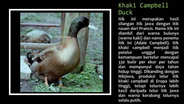 Jenis-Jenis Itik Di Dunia & Indonesia | PPTX