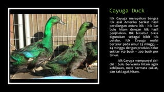 Jenis-Jenis Itik Di Dunia & Indonesia | PPTX
