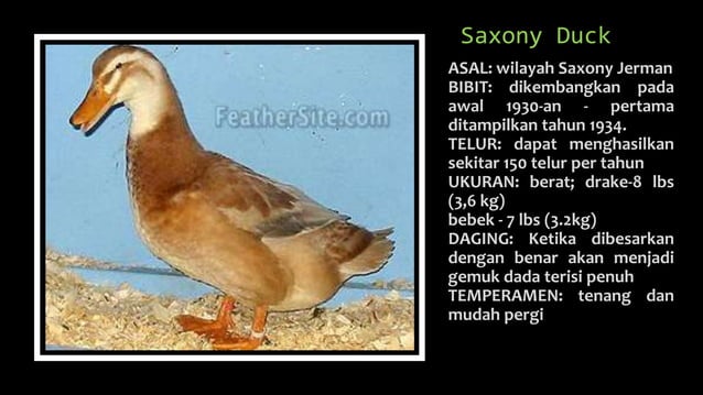 Jenis-Jenis Itik Di Dunia & Indonesia | PPTX