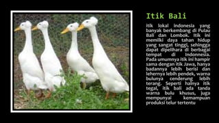 Jenis-Jenis Itik Di Dunia & Indonesia | PPTX
