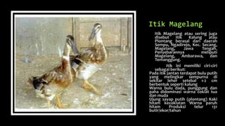 Jenis-Jenis Itik Di Dunia & Indonesia | PPTX