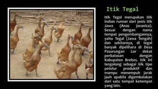 Jenis-Jenis Itik Di Dunia & Indonesia | PPTX