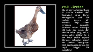 Jenis-Jenis Itik Di Dunia & Indonesia | PPTX