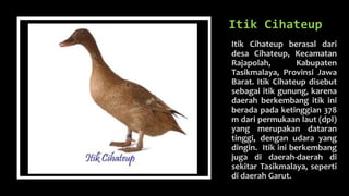 Jenis-Jenis Itik Di Dunia & Indonesia | PPTX