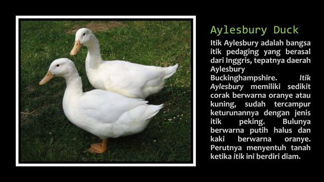 Jenis-Jenis Itik Di Dunia & Indonesia | PPTX