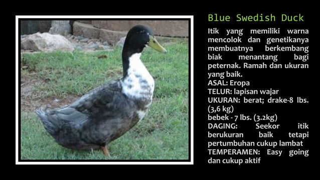Jenis-Jenis Itik Di Dunia & Indonesia | PPTX