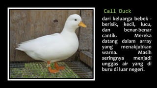 Jenis-Jenis Itik Di Dunia & Indonesia | PPTX