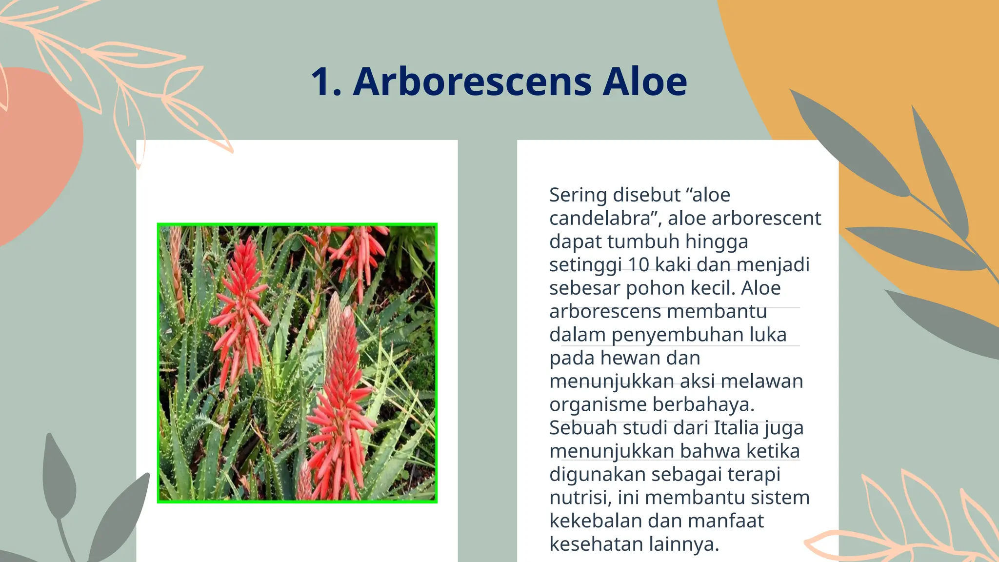 JENIS-JENIS LIDAH BUAYA dalam kearifan lokal.pptx