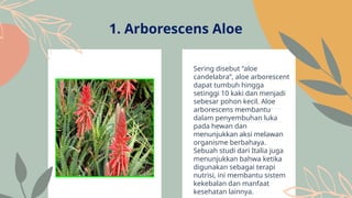 JENIS-JENIS TANAMAN LIDAH BUAYA DALAM KEARIFAN LOKAL.pptx